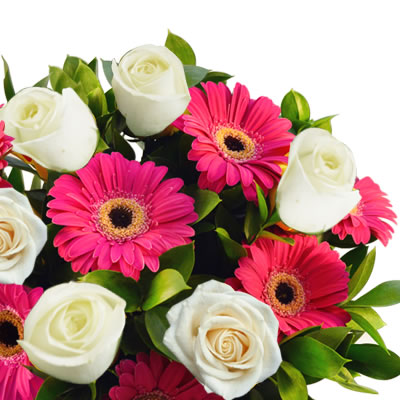 Florero con 10 gerberas fiusha y 6 rosas blancas